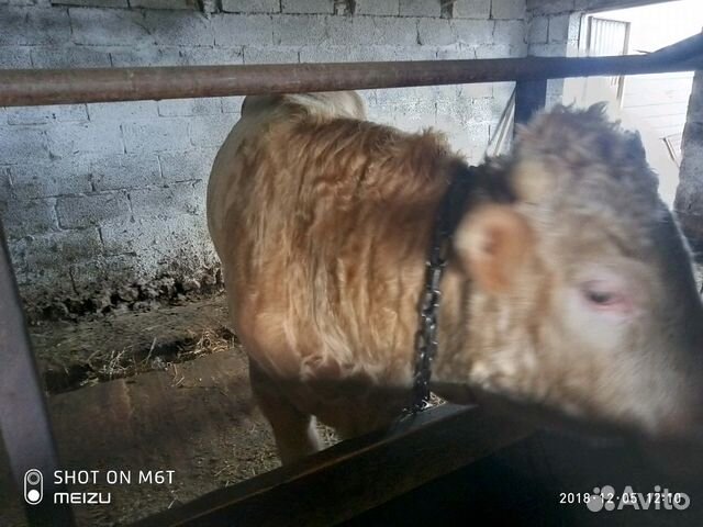 Бычки на мясо