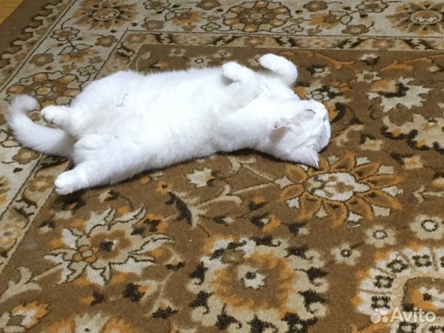 Британка ищет дом