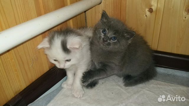 Котята от кошки породы Мейн Кун