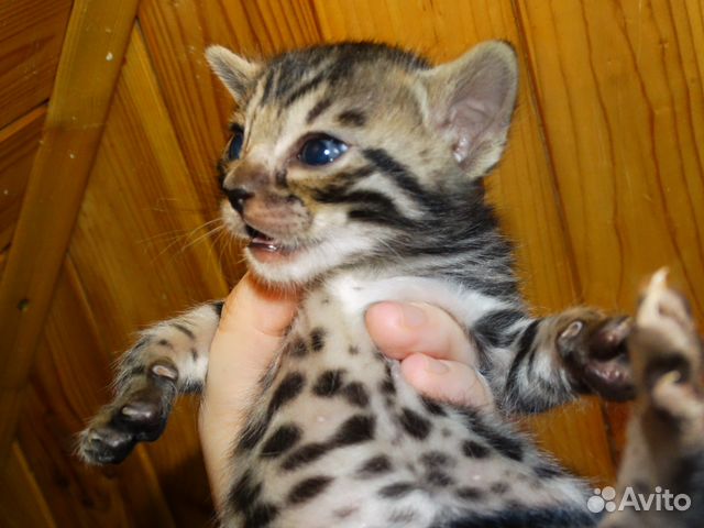 Бенгальские чистокровные котята из питомника