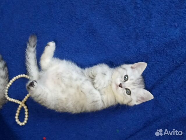 Серебристая красавица