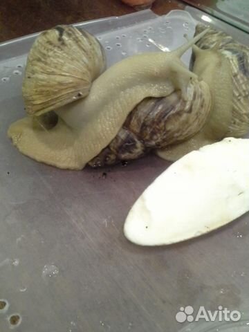 Ахатинские улитки в хорошие руки и с подарками