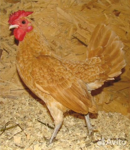 Сибрайт семья