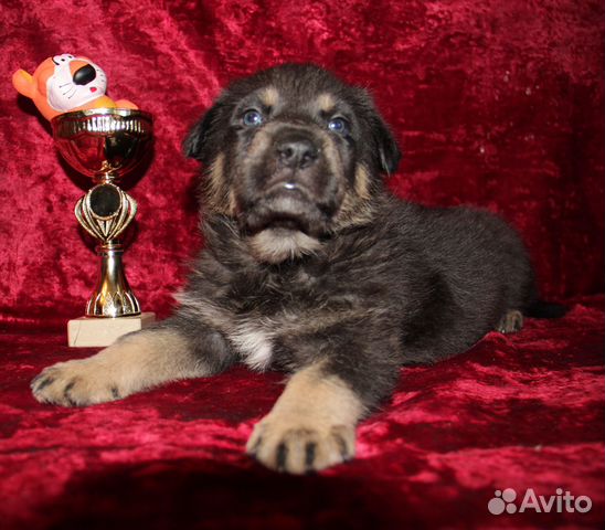 Маленький чемпион