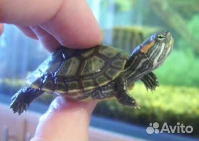 Маленькая водяная черепашка Homopus areolatus