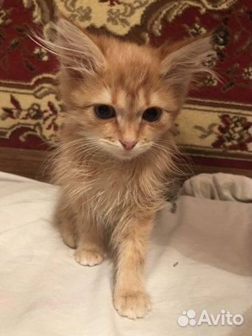 Очаровательная кошечка в добрые руки