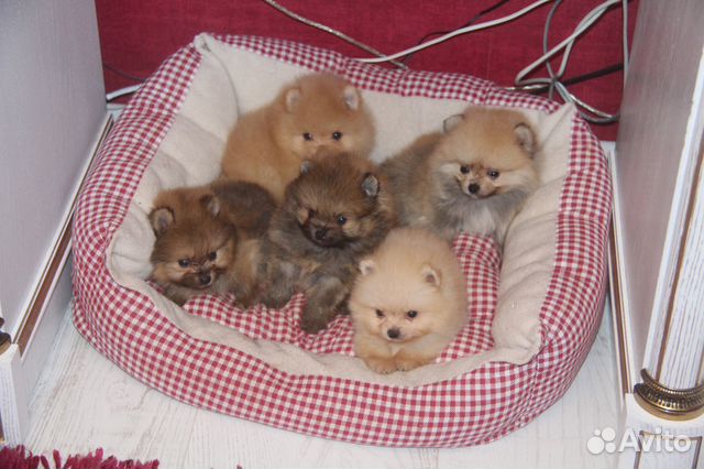 Мини щенки (девочка и мальчики четверо)