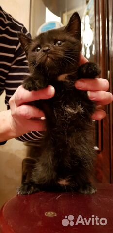 Шотландский котенок (мальчик)