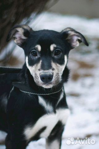 Милый Маффин (3 мес) в дар