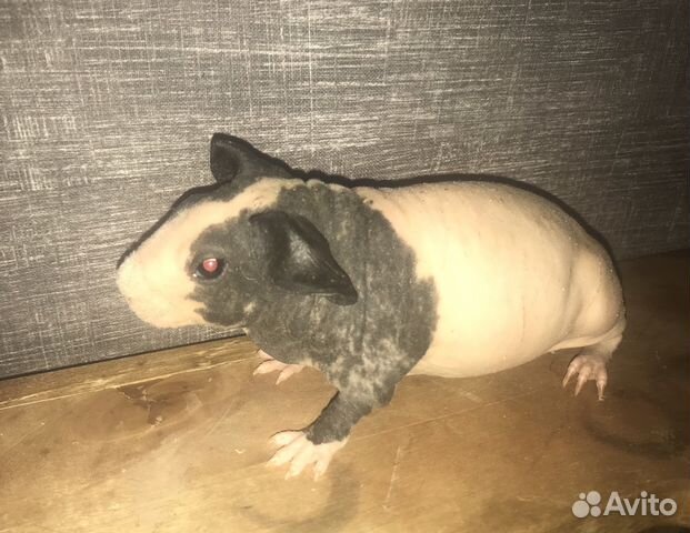 Самка Скинни