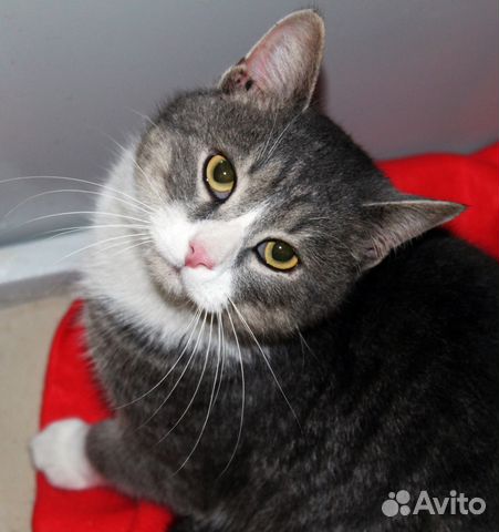 Покладистый котик Миша