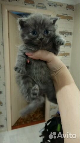 Скотиш-страйт