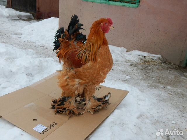 Молодые петухи Брама палевая