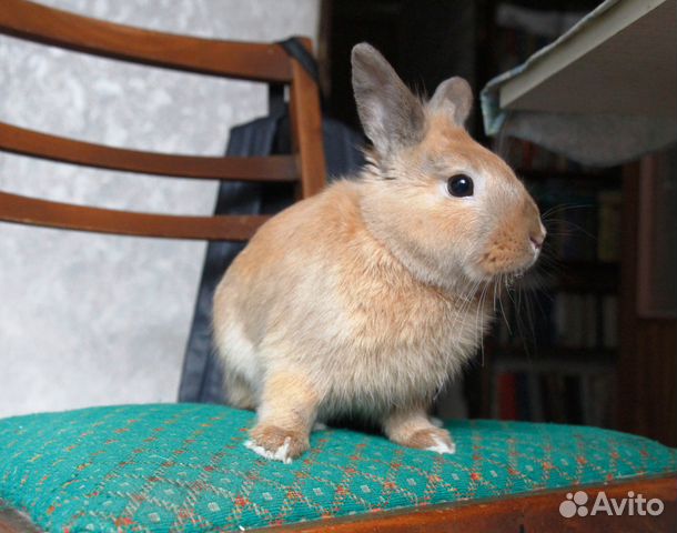 Бургундский кролик с клеткой