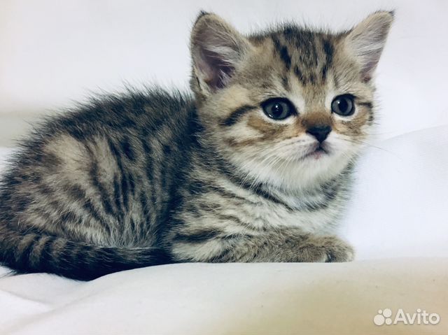 Британская девочка