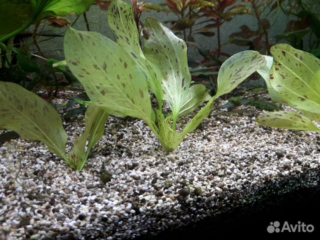 Аквариумное растение