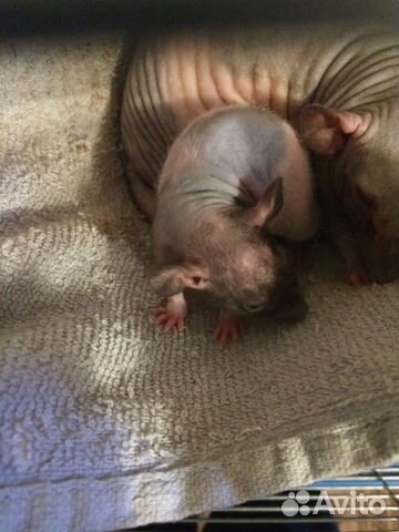 Крысенок сфинкс