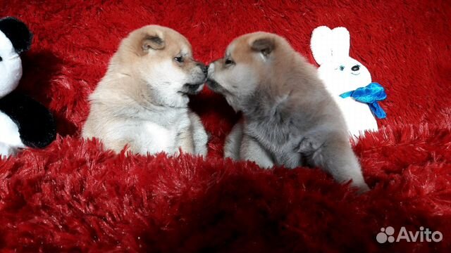 Малыши сиба-ину