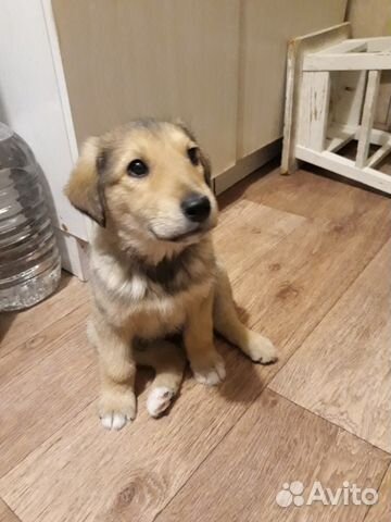 Раздаём щенков, остался последний