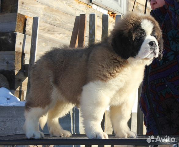 Сенбернары шикарные дтки