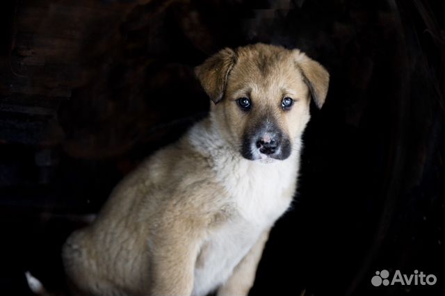 Девочка Злата 2 мес