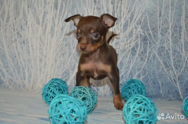 Шоколадная Леди