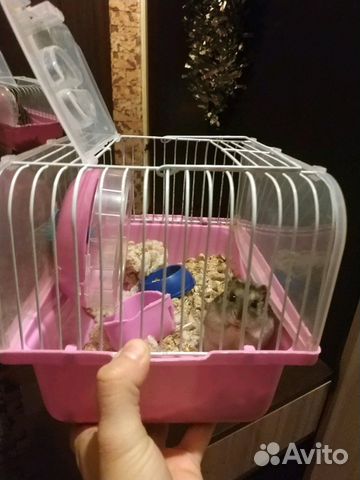 Отдадим хомячка джунгарика бесплатно с клеткой