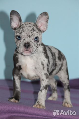 Француженка