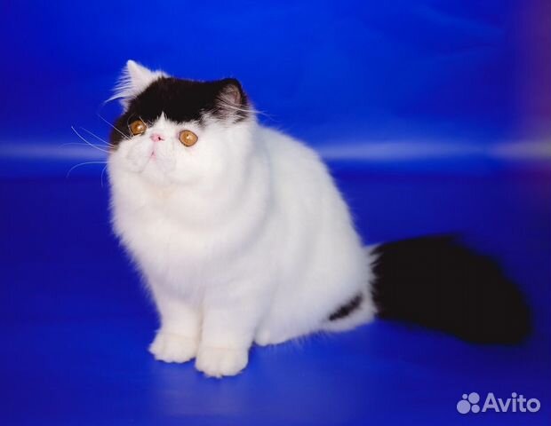 Персидский шикарный принц