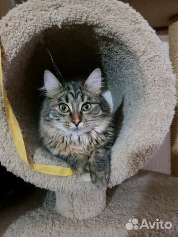 Котенок девочка 6мес.сибирская метиска табби