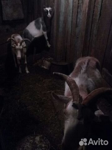 Продам (суягных, окотных) коз
