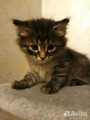Сибирские котята