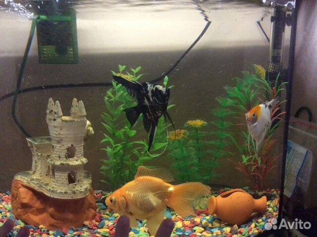 Пара скалярии