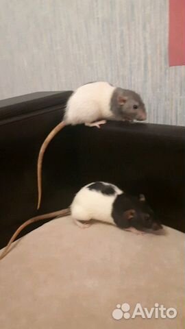 Клетка+ крысы