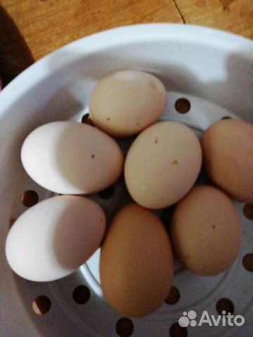 Яйцо инкубационное
