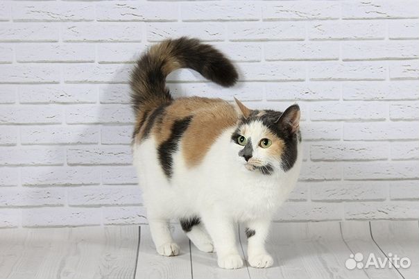Две шикарные кошечки ищут дом