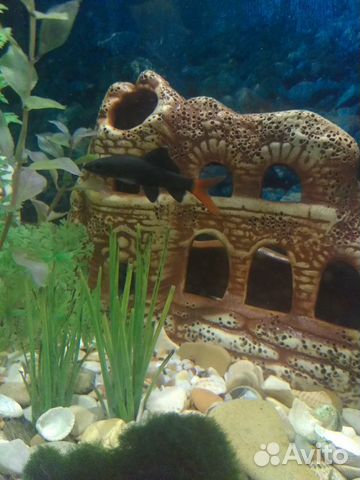 Лабео биколор продажа или обмен