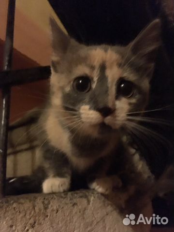 Котёнок ищет тёплый дом
