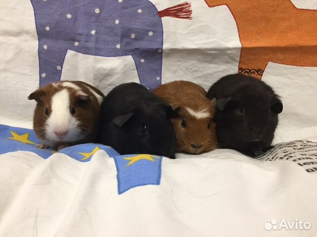 Девочки красавицы на любой вкус