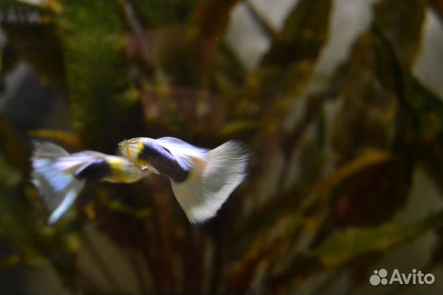 Гуппи Московская черно-белая