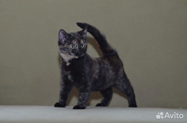 Кошечка в добрые руки