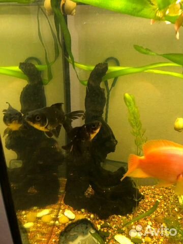 Рыбка телескоп вуалехвост