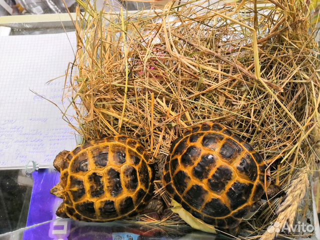 Сухопутные черепахи