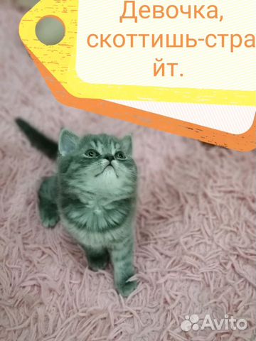 Шотландские мими-мишки