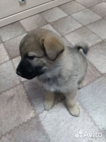 Помесь самоедской лайки и полукавказца