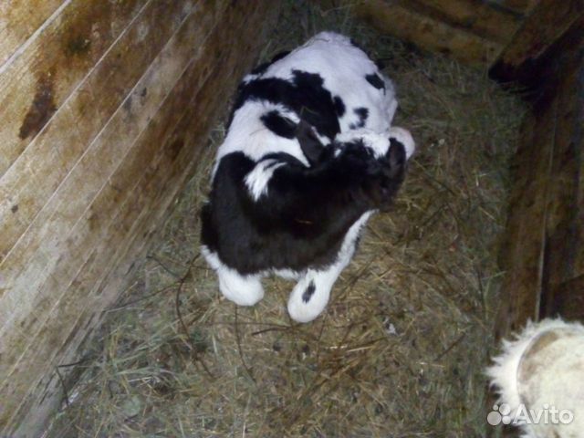 Продам тёлочек