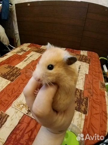 Сирийский хомяк
