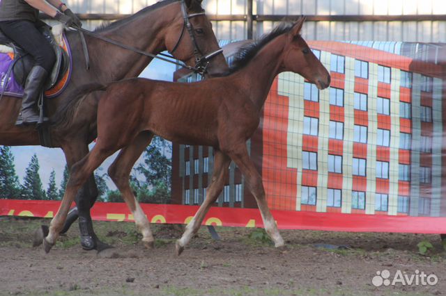 Голштинский жеребчик в большой спорт