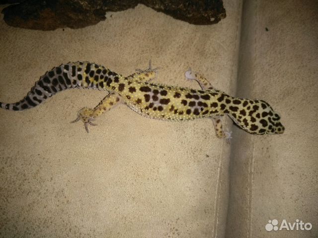 Самка эублефара