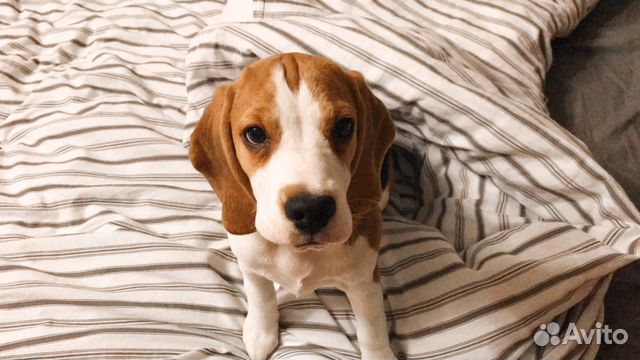 Щенки Бигля